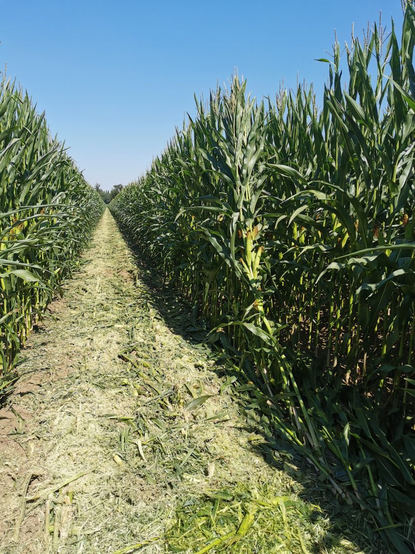 Foto Hesston Field Queen 7655 #1365010