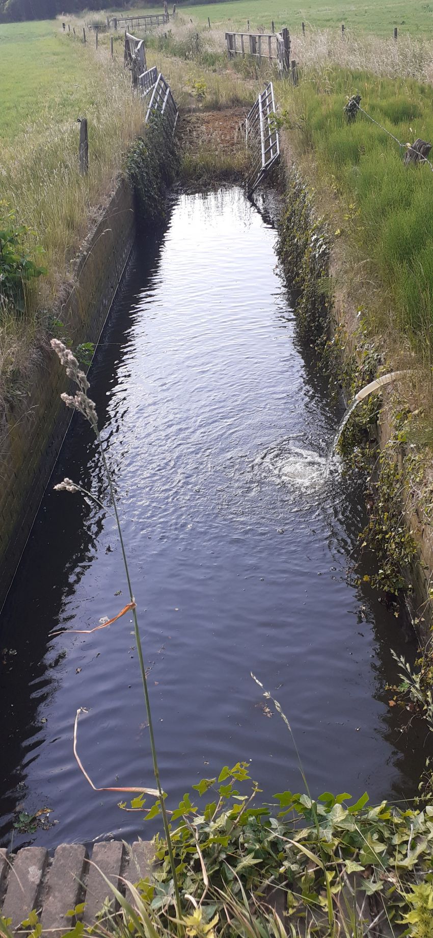 Foto Schuitemaker Robusta #1522914