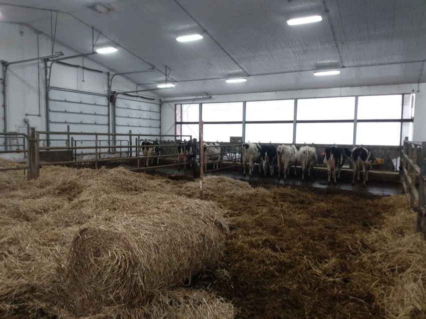 Potstal droge koeien