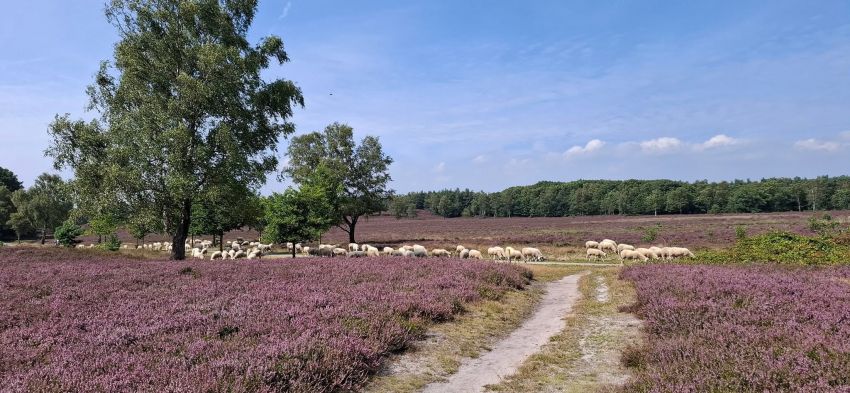 Bloeiende paarse heide steeds lastiger te vinden door te veel stikstof