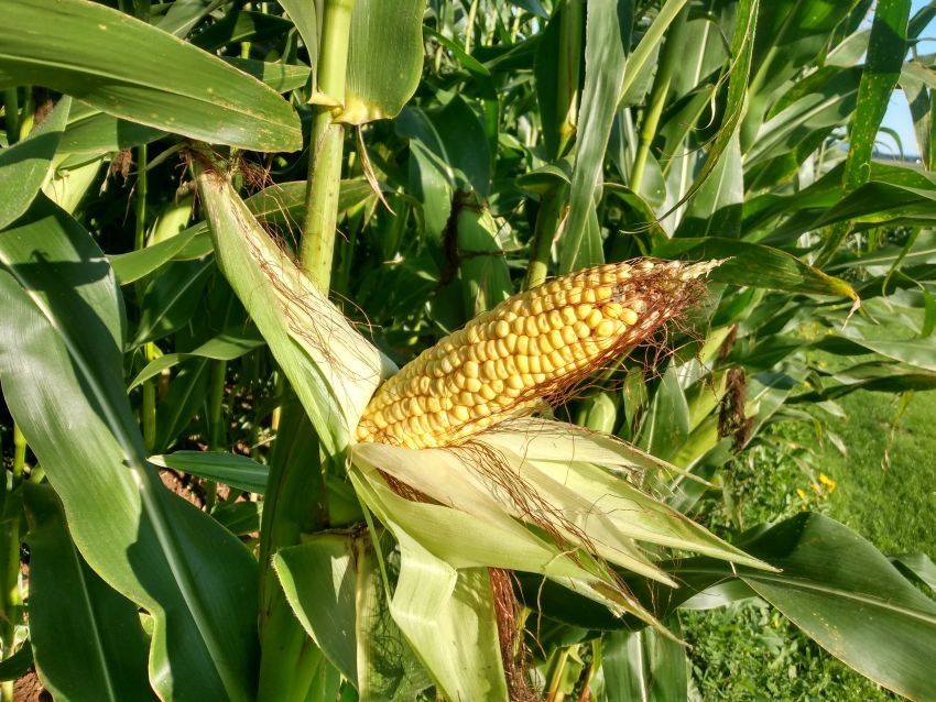 Mais maakt forse inhaalslag