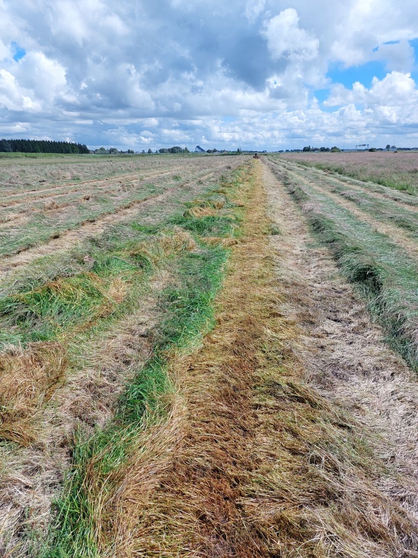 Gras schudden schudden en nog eens schudden