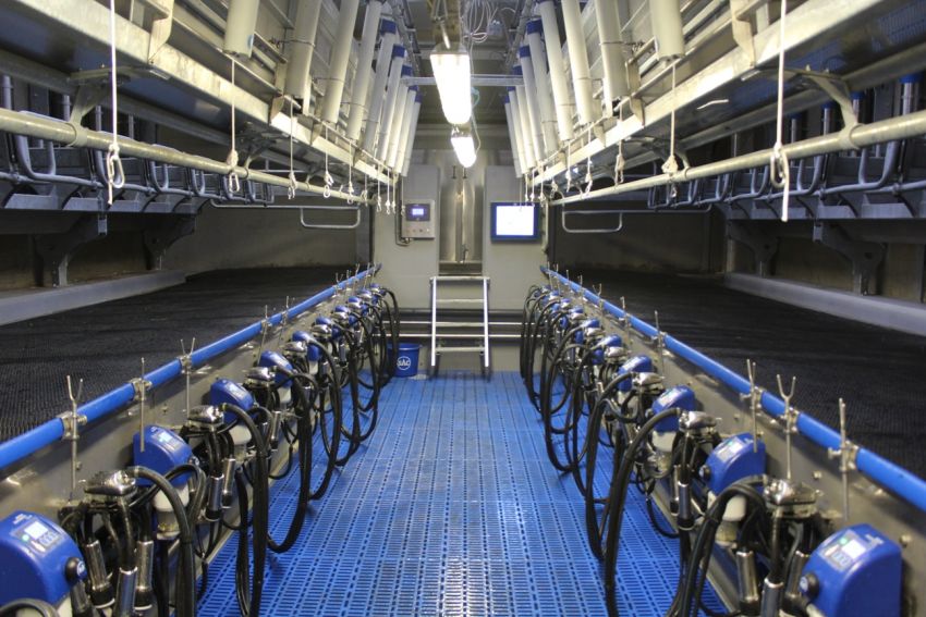 Gezocht: Melkstal zij-aan-zij