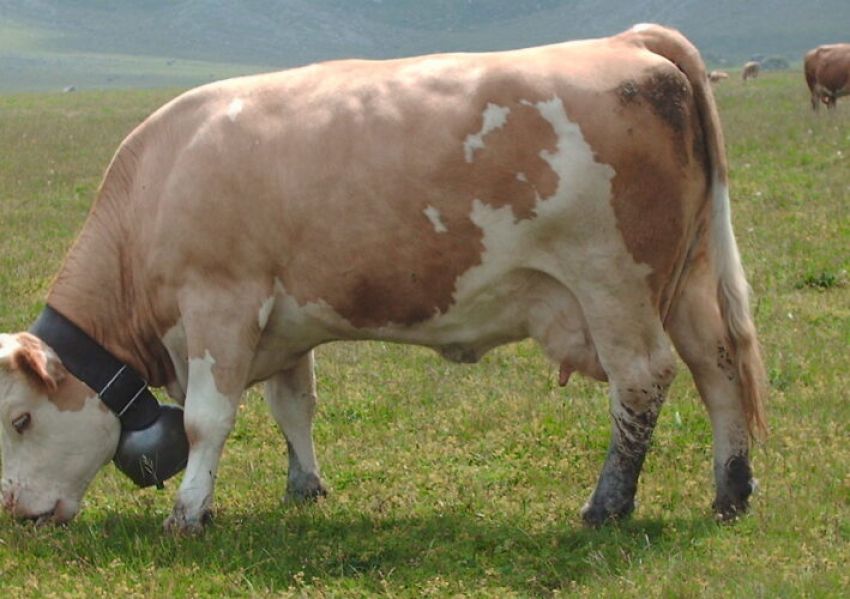 Zwitserland: eerste Simmental-koe met 150.000 kg melk