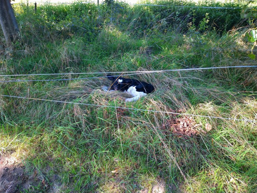 Foto Case IH CVX 1190 #1532664