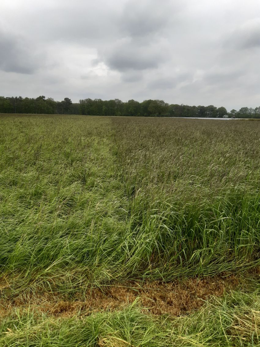 Welk grassoort voor hooi en schapen weide