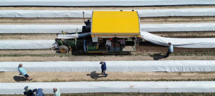 Oogstmachine maakt aspergeteelt stuk minder arbeidsintensief