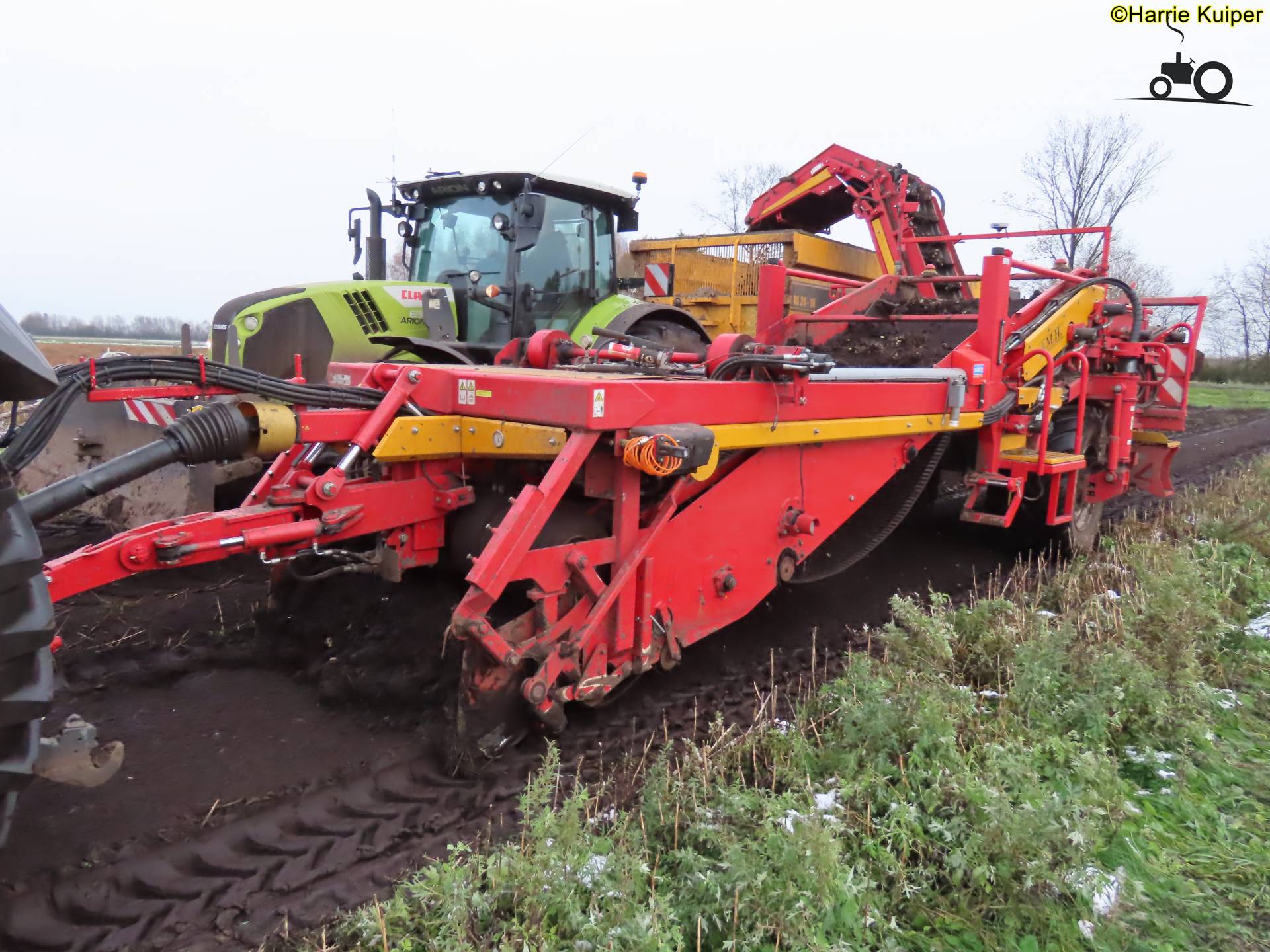 MH-GR 1640/eh lelie bollen rooier