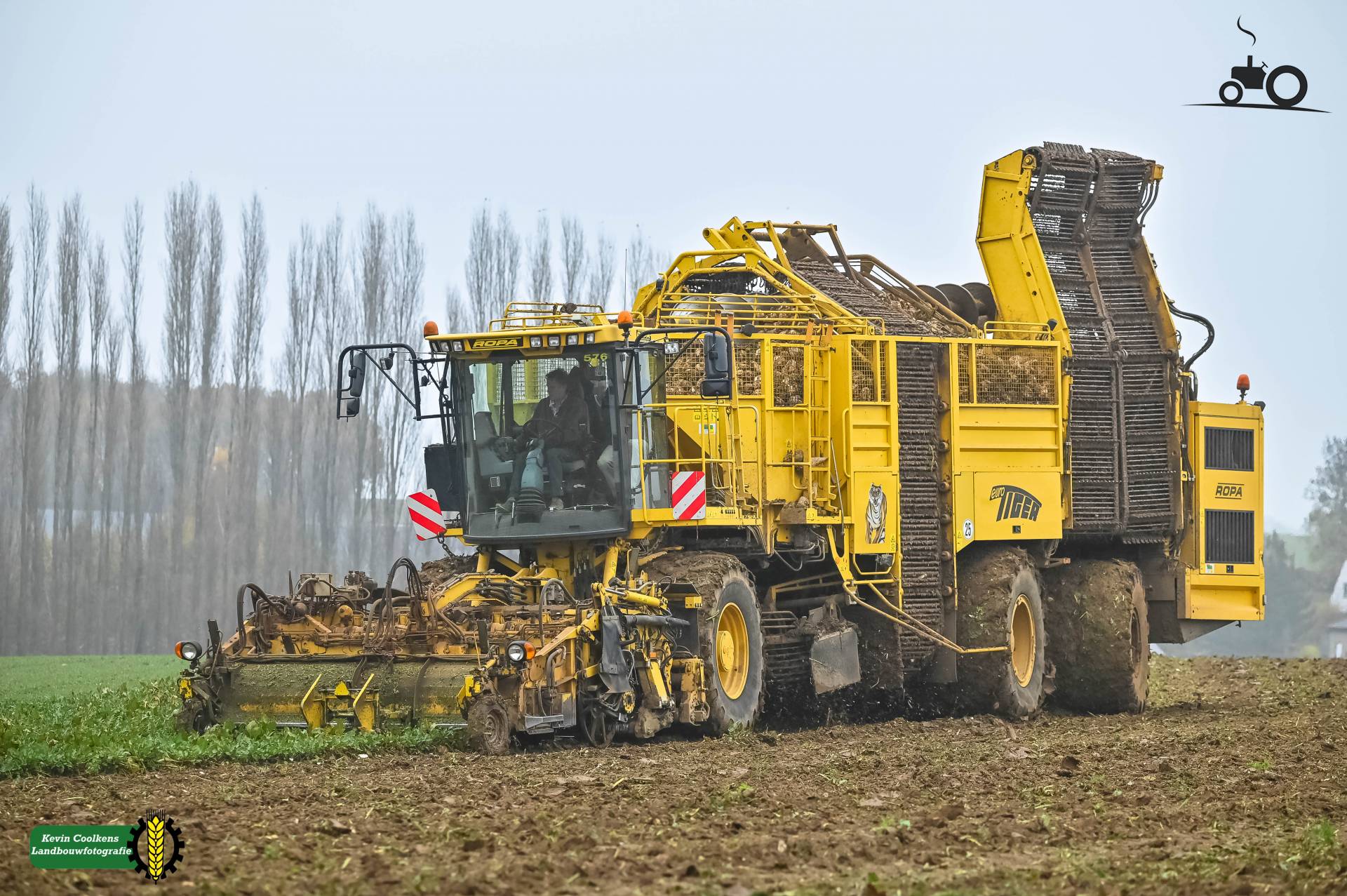 Foto Ropa Euro Tiger #1500806