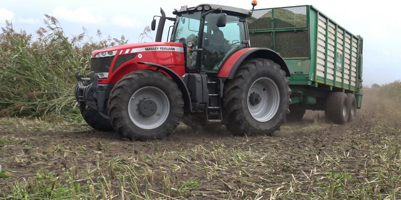 Gierst hakselen voor BGA Hogt- Weersmann met Krone BigX 650 - LU ...